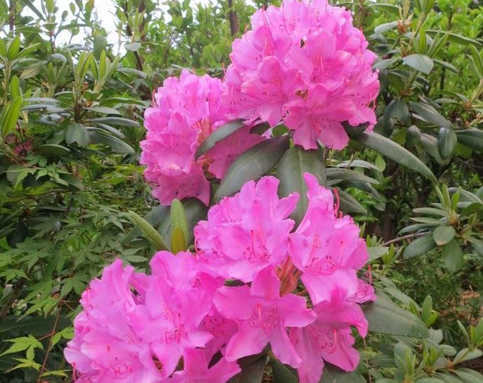 50+ Pacific Rhododendron Seeds, Rhododendron Macrophyllum, Pacific ...