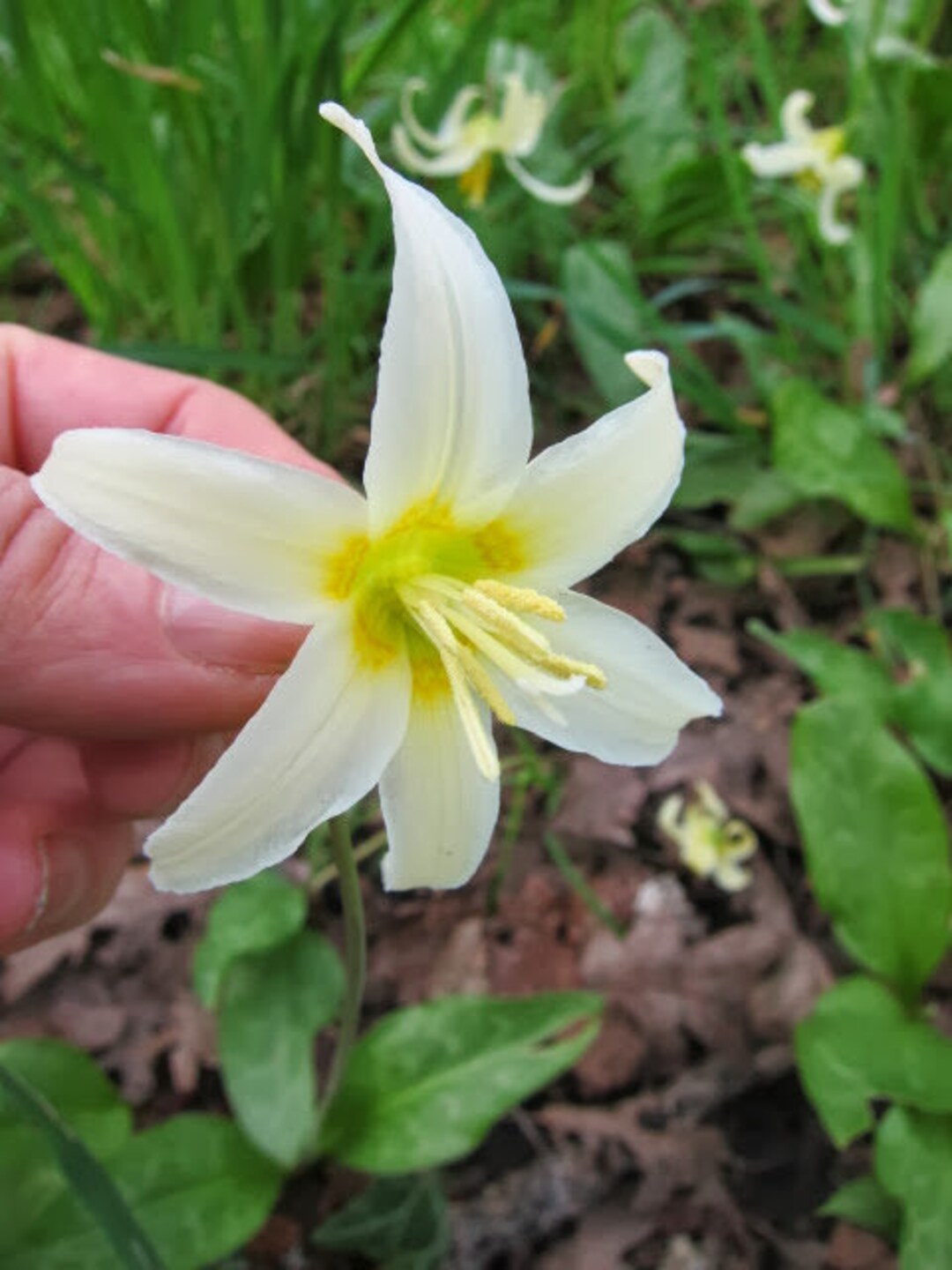 Giant White Trout Lily, Seeds and Bulbs, Erythronium Oregonum ...