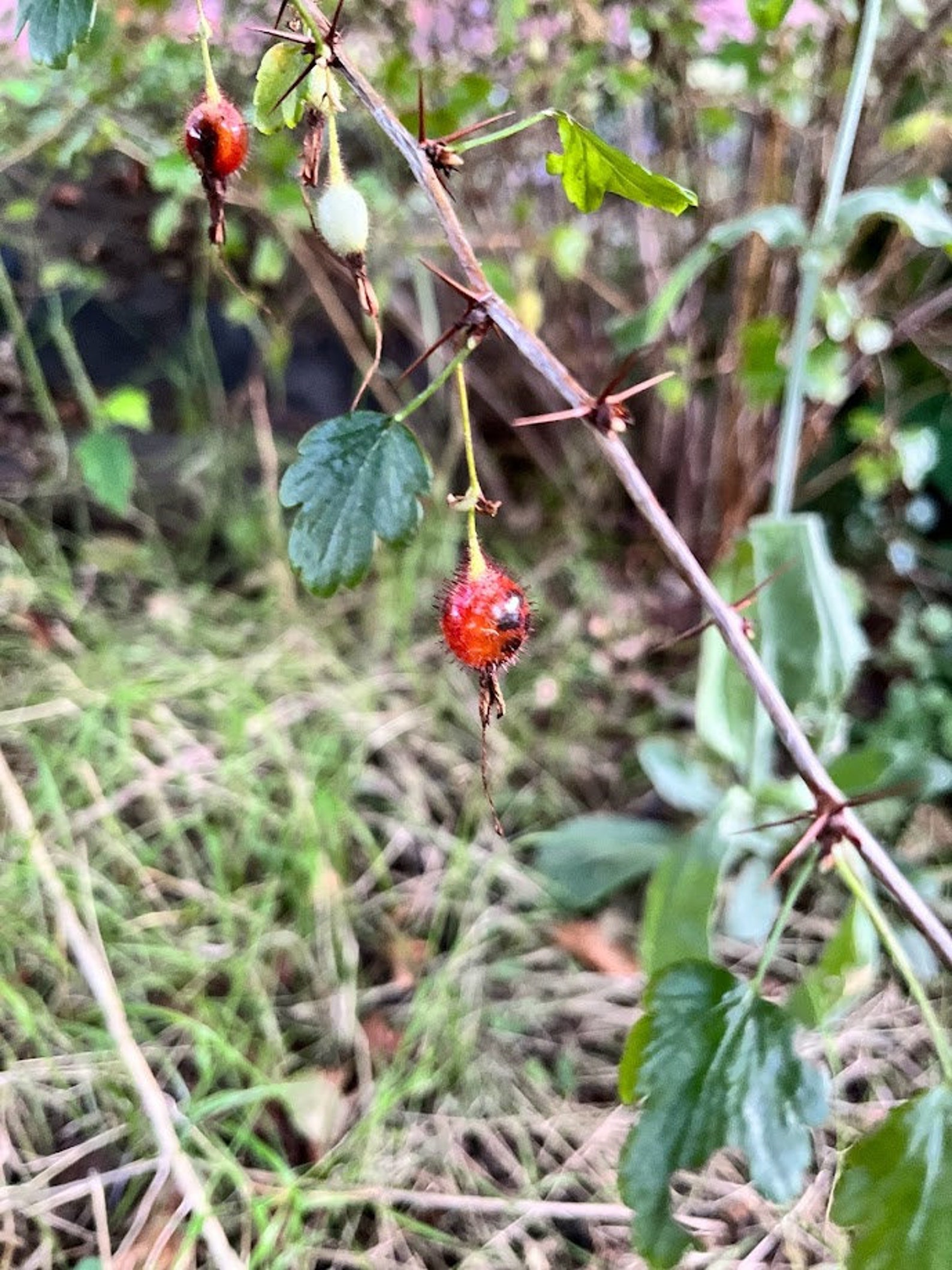 Fuchsia Flowering Gooseberry Plant, Ribes Speciosum, California and S ...
