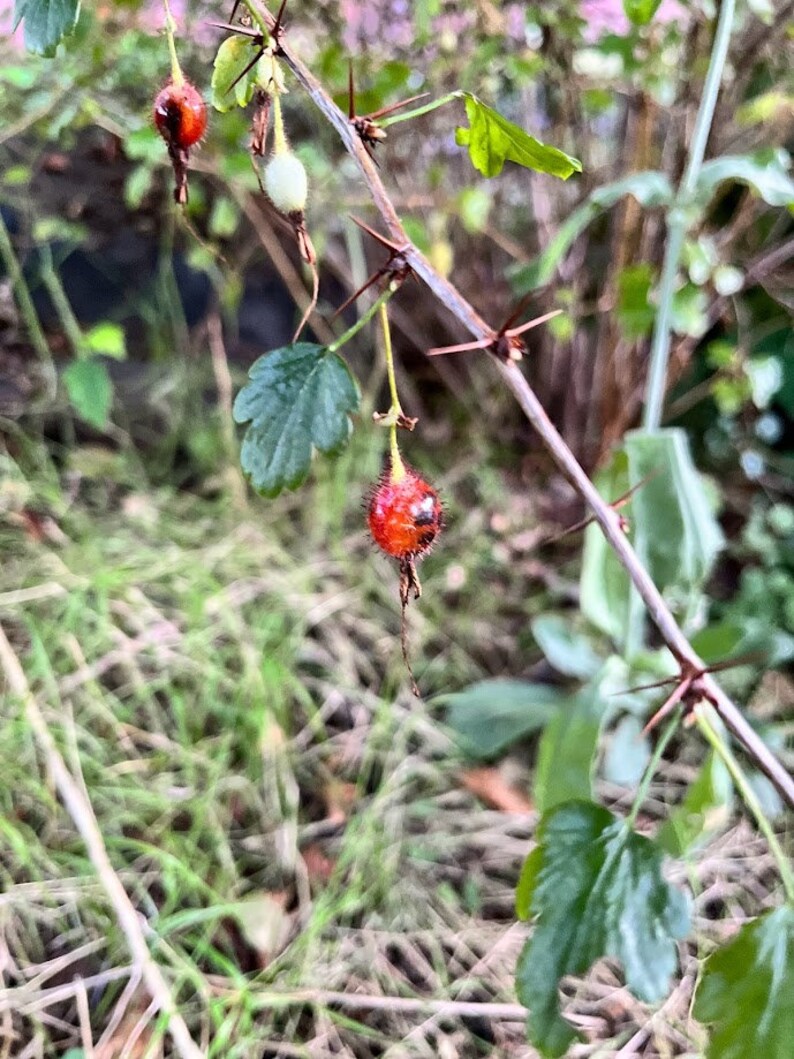 Fuchsia Flowering Gooseberry Plant, Ribes Speciosum, California and S ...