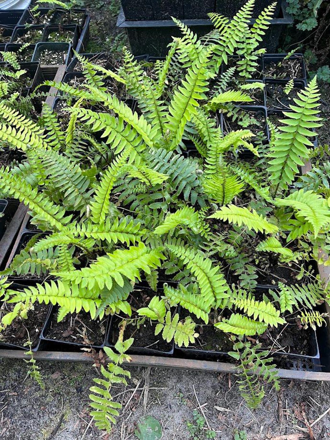 Western Sword Fern Plant, Polystichum Minutum, PNW Native Shade Fern - Etsy