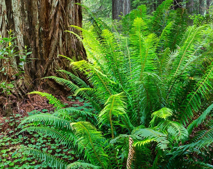Western Sword Fern Plant, Polystichum Minutum, PNW Native Shade Fern - Etsy