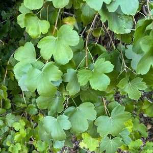 Golden Currant, Ribes Aureum (western Variant), Pacific Northwest ...