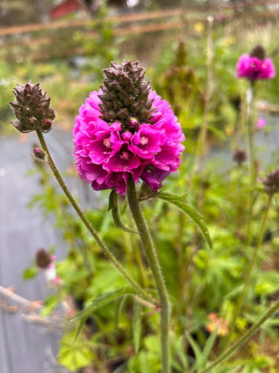 Oregon Checkermallow, Sildacea Oregana - Etsy