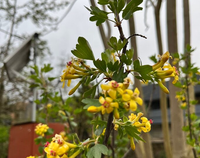 Golden Currant, Ribes Aureum Odorata (eastern USA Variant), Native to ...