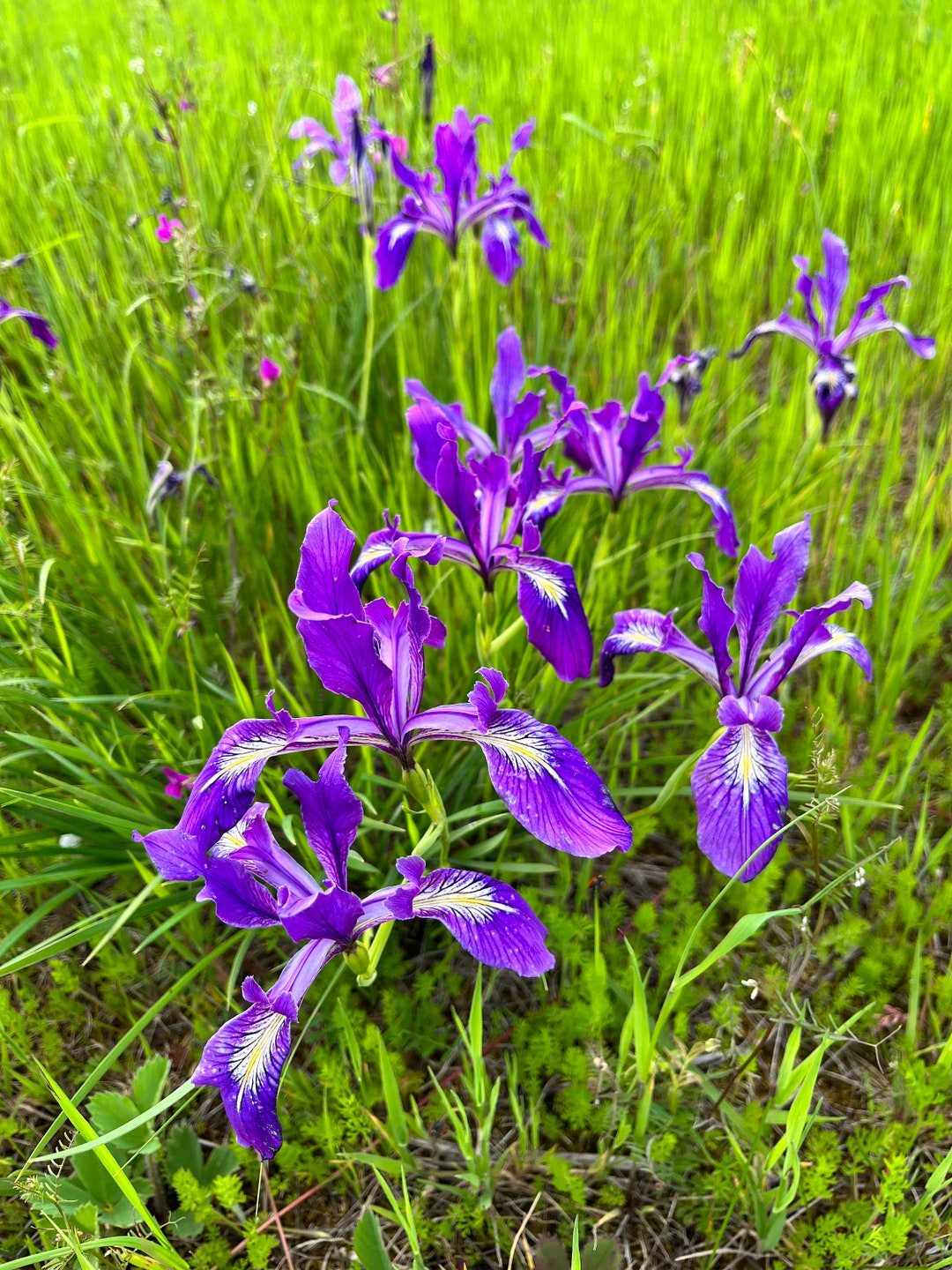50+ Oregon Tough Leafed Iris Seeds, Iris Tenax, Pacific Northwest ...
