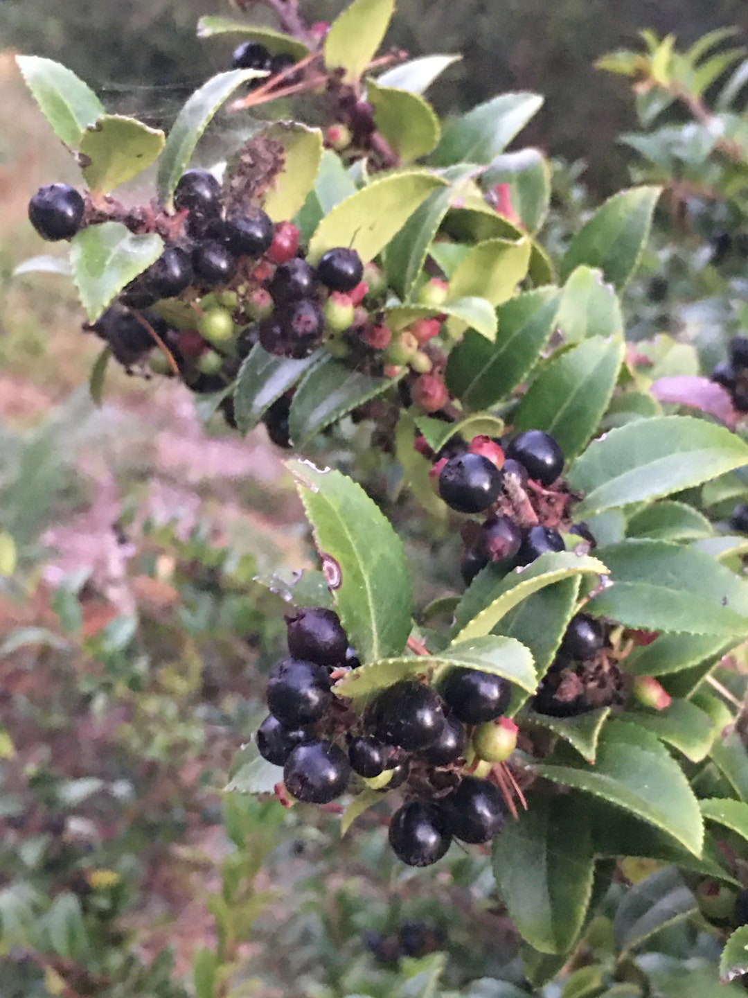 Evergreen Huckleberry Plants, Vaccinium Ovatum, Pacific Coast Native ...