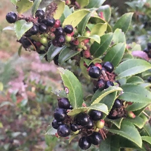 Evergreen Huckleberry Plants, Vaccinium Ovatum, Pacific Coast Native ...