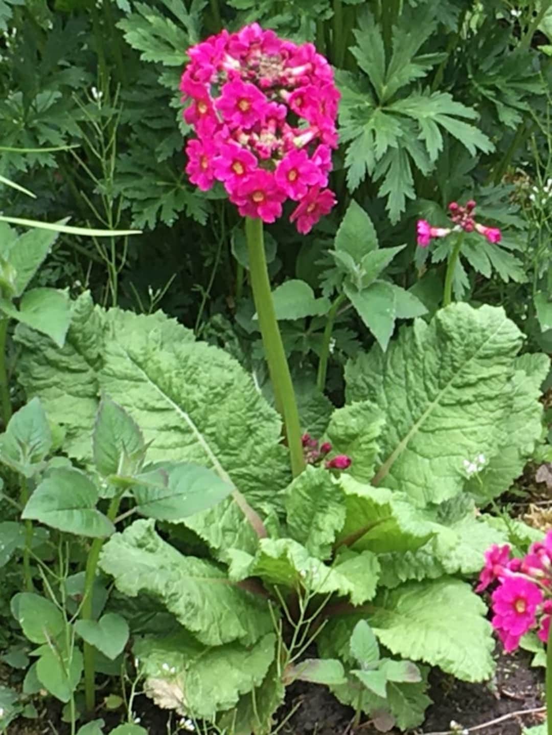 Dark Red Candelabra Primrose Plant, Primula Japonica - Etsy