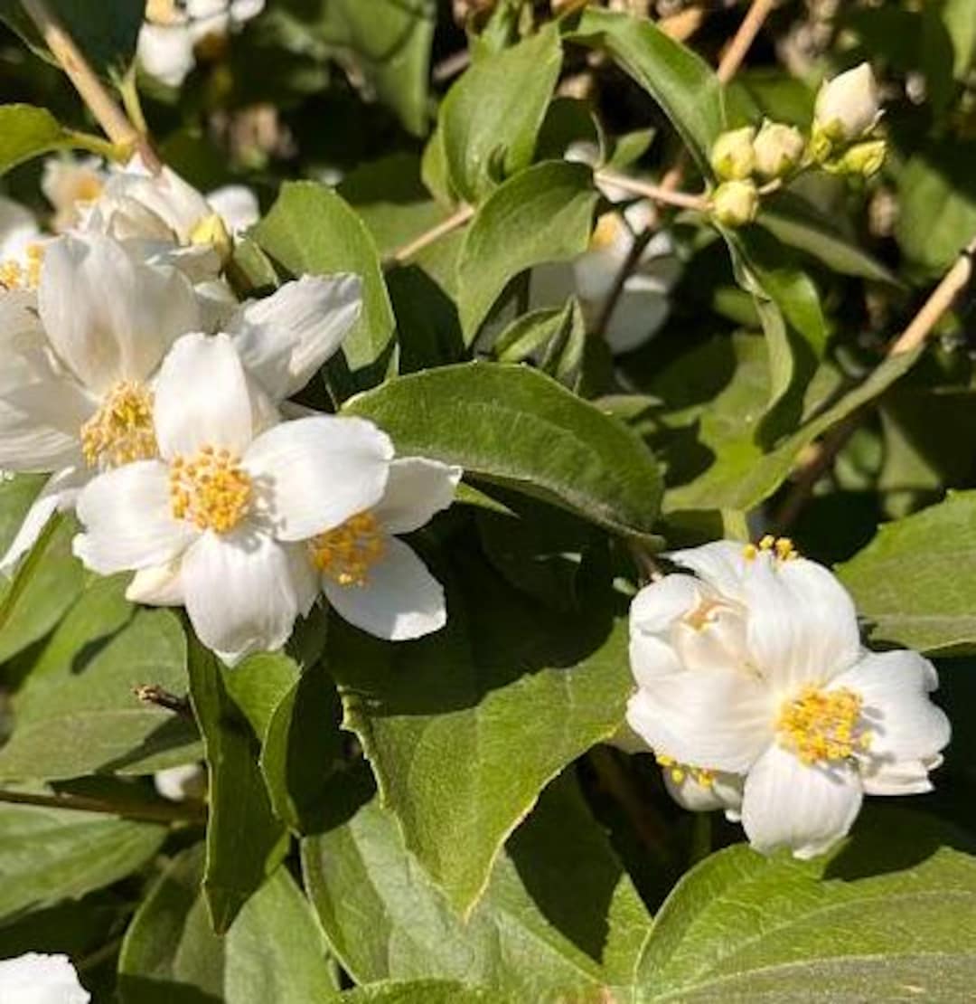 Mock Orange Pnw