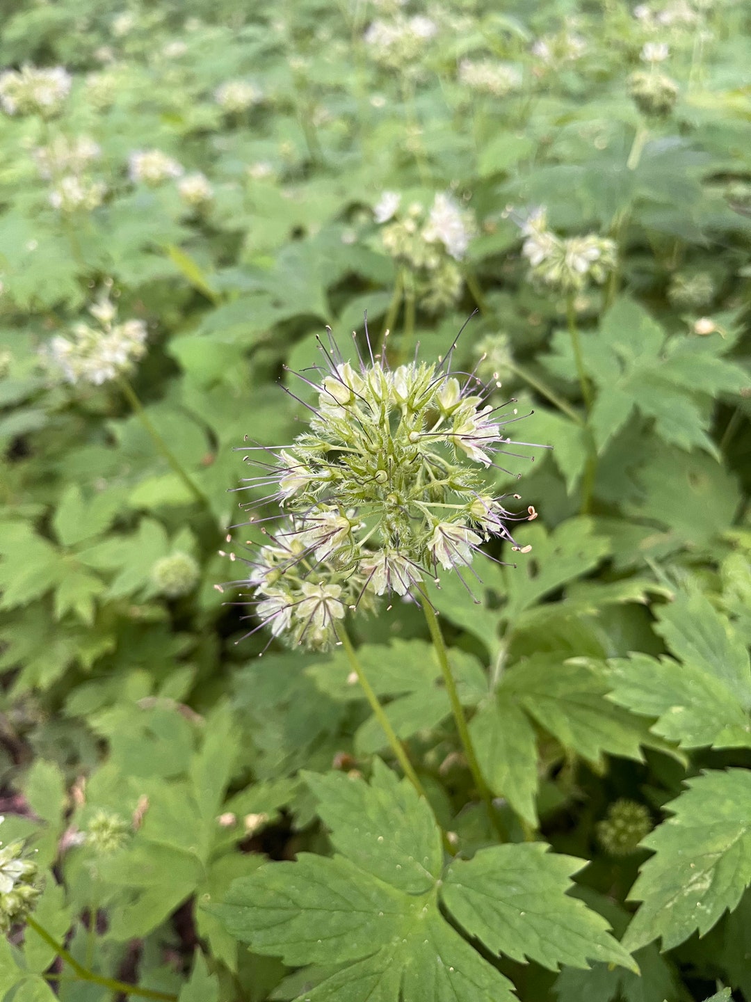 25 Pacific Waterleaf Seeds, Hydrophyllum Tenuipes, Pacific Northwest ...