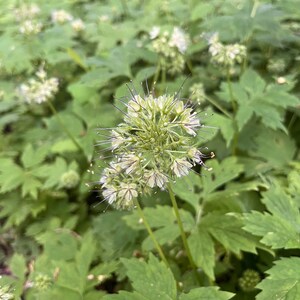 25 Pacific Waterleaf Seeds, Hydrophyllum Tenuipes, Pacific Northwest ...