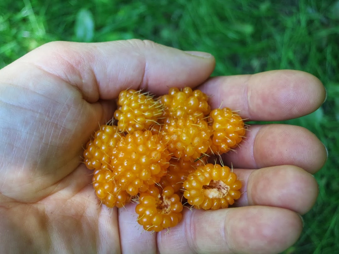 50+ Seeds Salmonberry, Rubus Spectabilis, Pacific Northwest Native ...