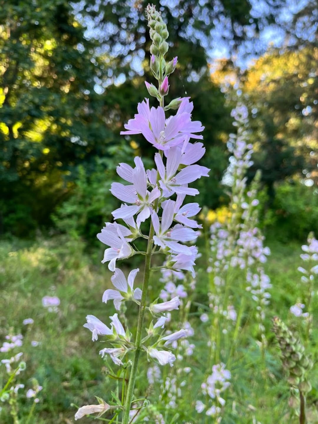50+ Meadow Checkermallow Seeds, Sidalcea Campestris, Pacific Northwest ...