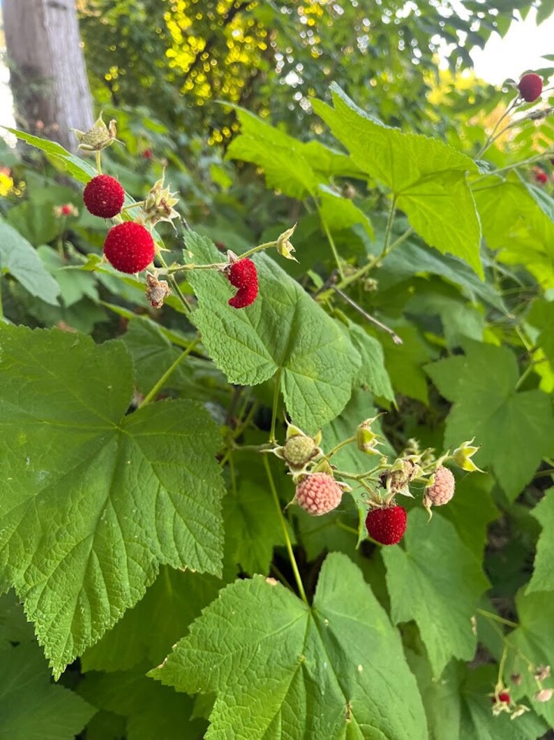 Thimbleberry Plant, Rubus Parviflorus, PNW Native Edible Berry - Etsy