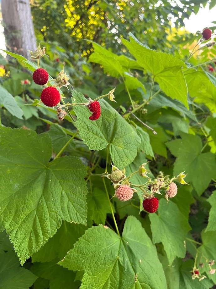 Thimbleberry Plant, Rubus Parviflorus, PNW Native Edible Berry - Etsy