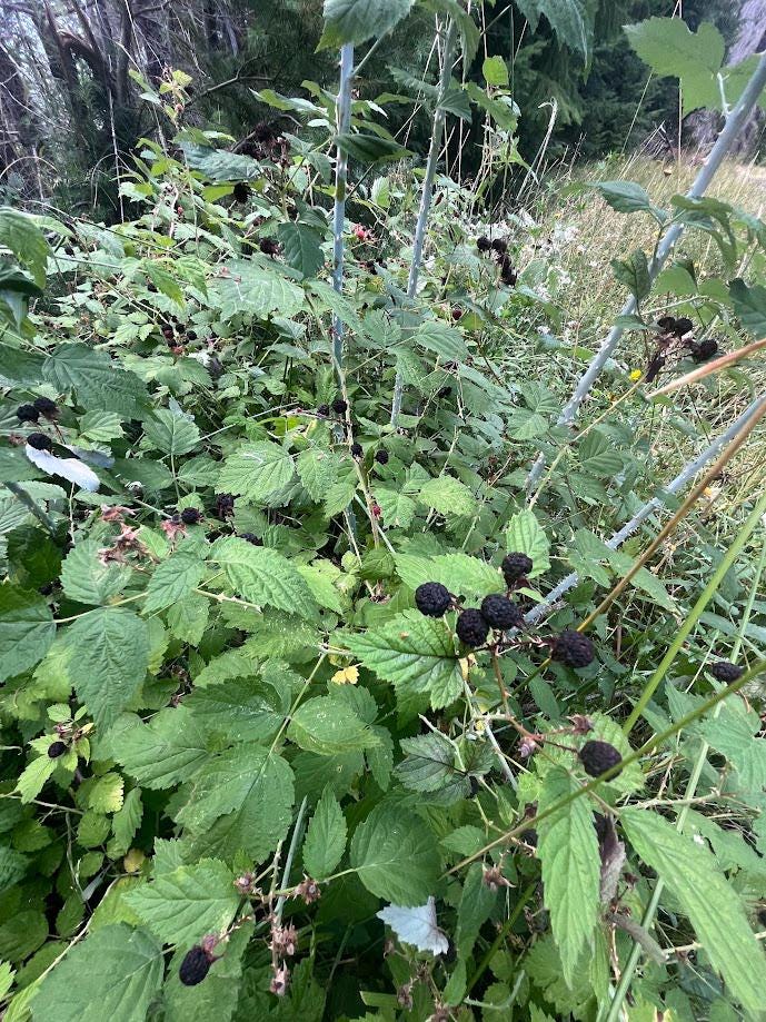 50+ Seeds Black Cap Raspberry, Rubus Leucodermis, Pacific Northwest ...