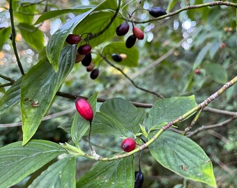 Cornus Kousa 'elizabeth Lustgarten' Weeping Dogwood - Etsy