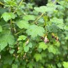 25 Pacific Waterleaf Seeds, Hydrophyllum Tenuipes, Pacific Northwest ...