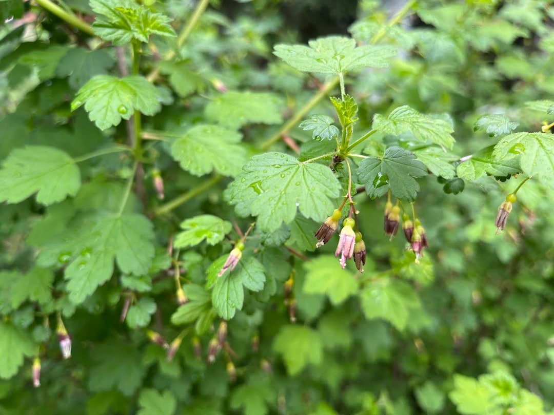 Coast Black Gooseberry, Ribes Divaricatum, Pacific Northwest Edible ...
