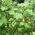 25 Pacific Waterleaf Seeds, Hydrophyllum Tenuipes, Pacific Northwest ...