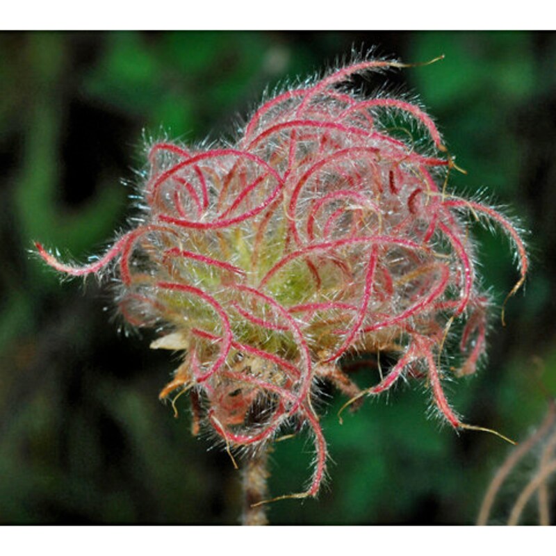 Prairie Smoke - Etsy