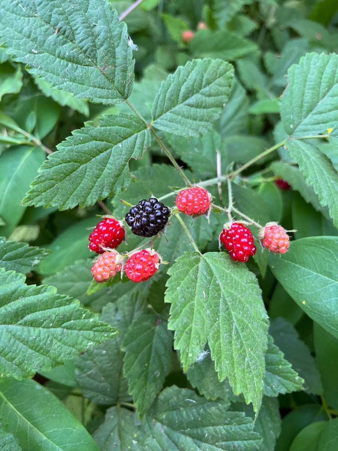 4 Trailing or Pacific Blackberry/dewberry Bareroot Plants, Rubus ...