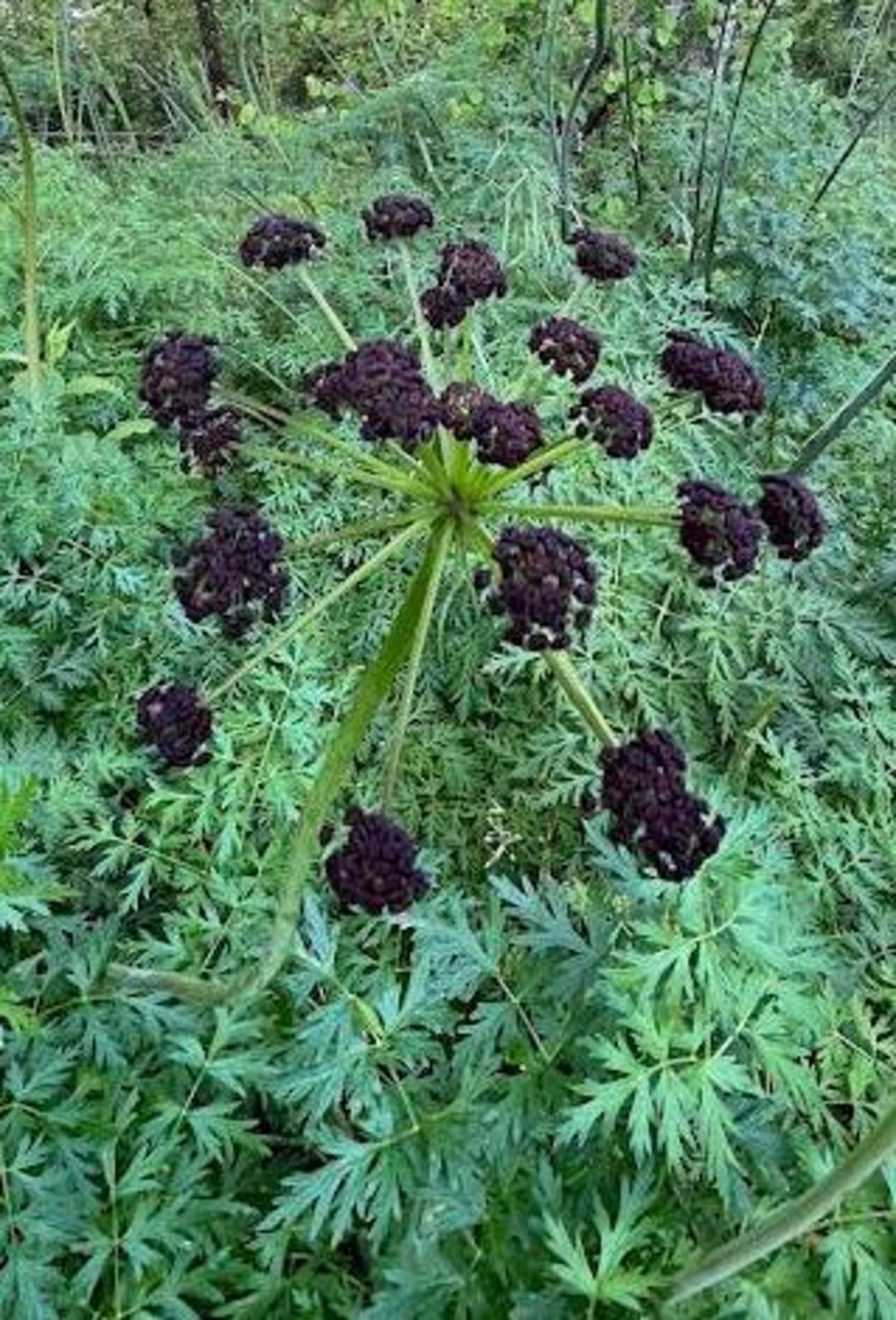 100+ Seeds Fernleaf Biscuitroot, Lomatium Dissectum, Pacific Northwest ...