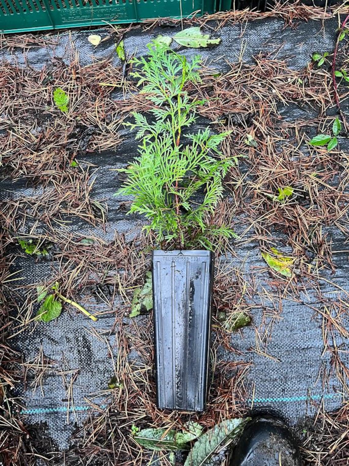 Western Red Cedar Seedlings, Thuja Plicata - Etsy