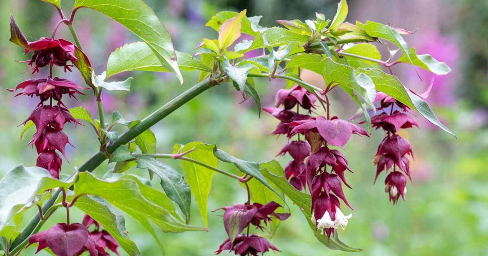 Himalayan Honeysuckle Plant, Leycesteria Formosa, Non-native Flowering ...