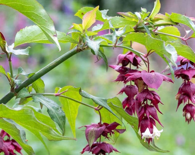 Himalayan Honeysuckle Plant, Leycesteria Formosa, Non-native Flowering ...