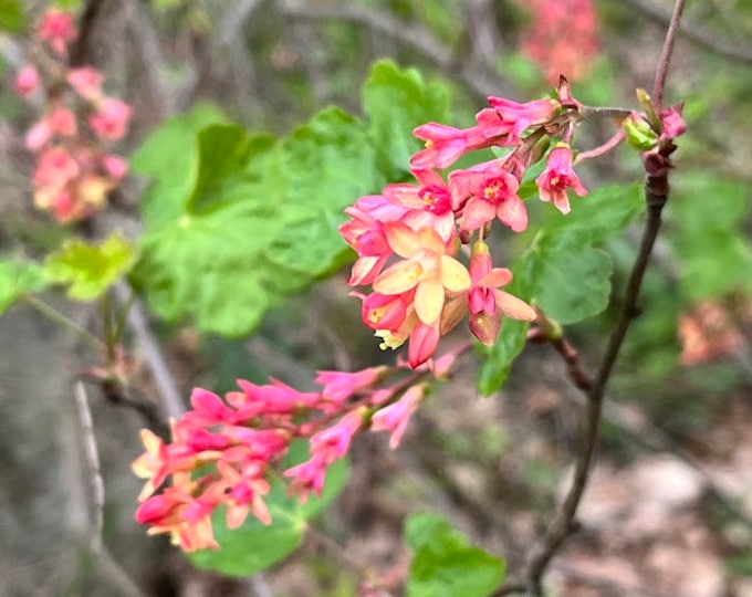 Golden Currant Hybrid, Ribes Gordonianum (ribes Odoratum X Sanguineum ...