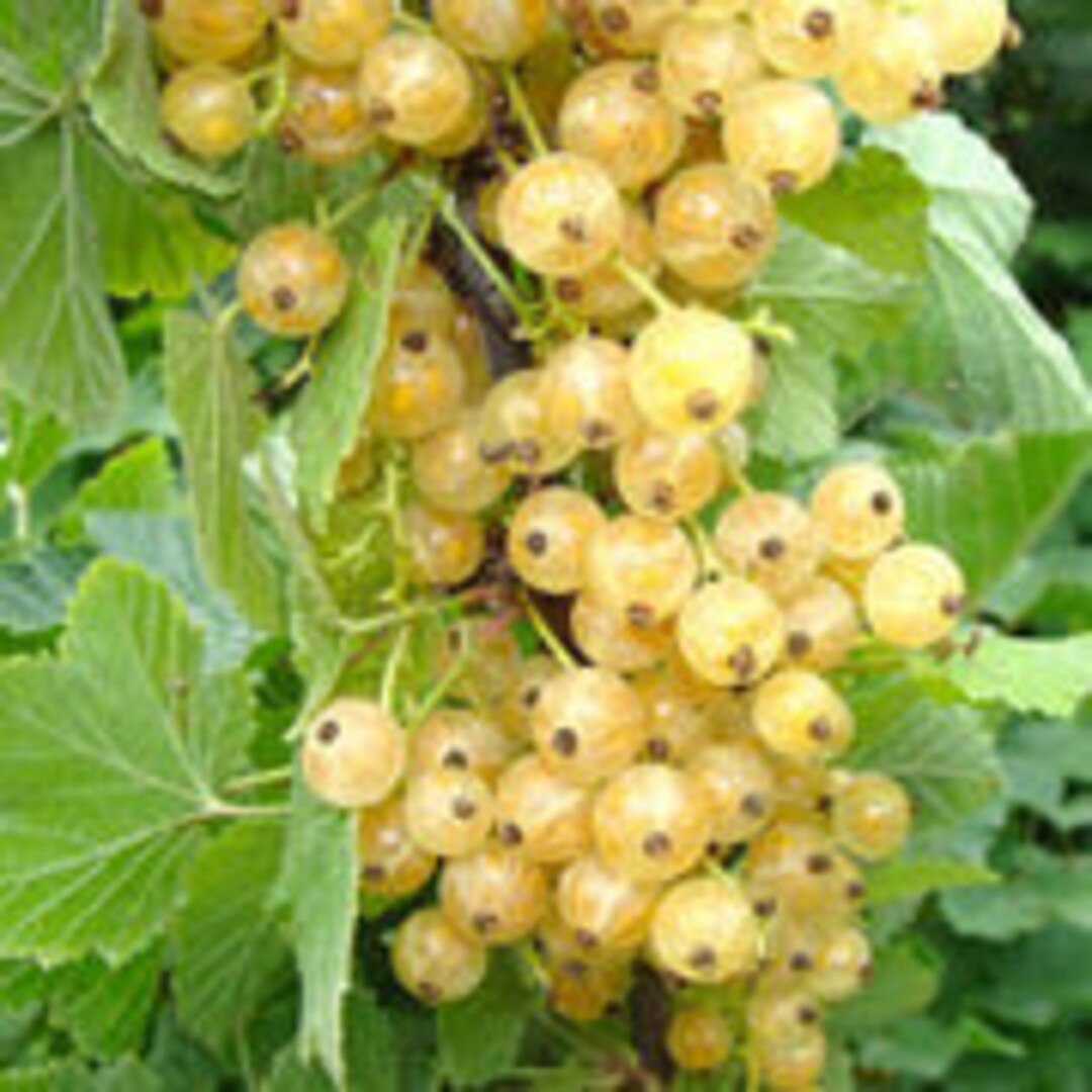 White Currant, Edible Berry, Ribes Rubus Hybrid - Etsy