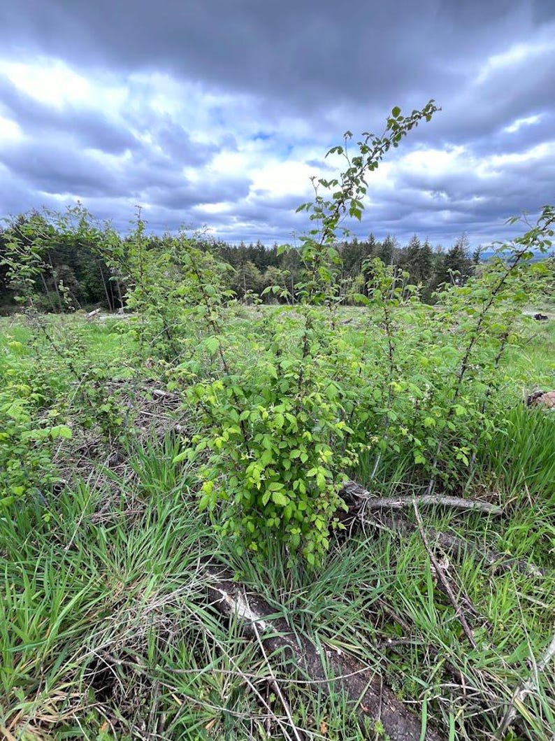 50+ Seeds Black Cap Raspberry, Rubus Leucodermis, Pacific Northwest ...