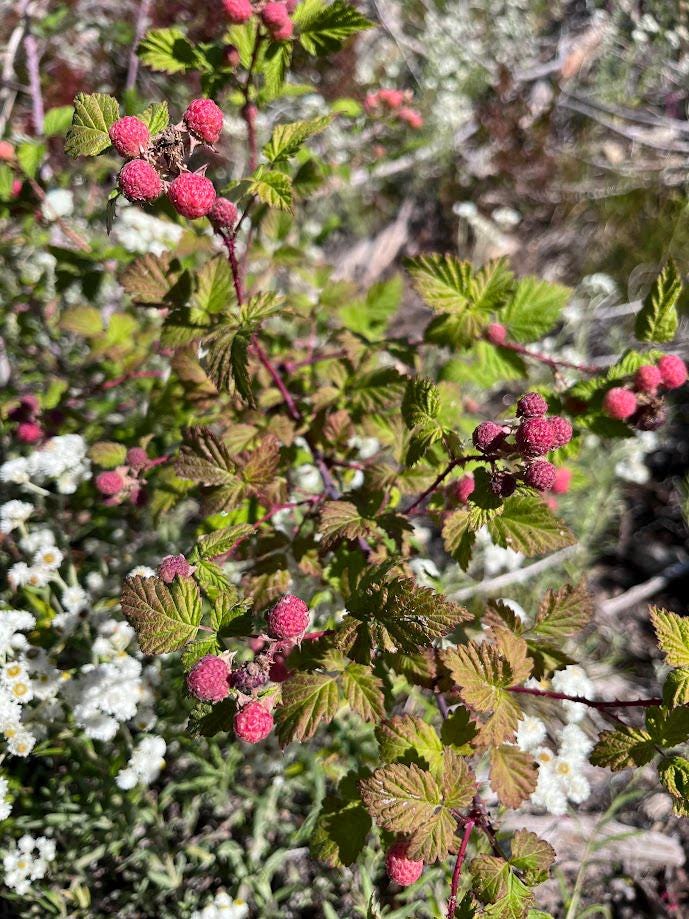 50+ Seeds Black Cap Raspberry, Rubus Leucodermis, Pacific Northwest ...