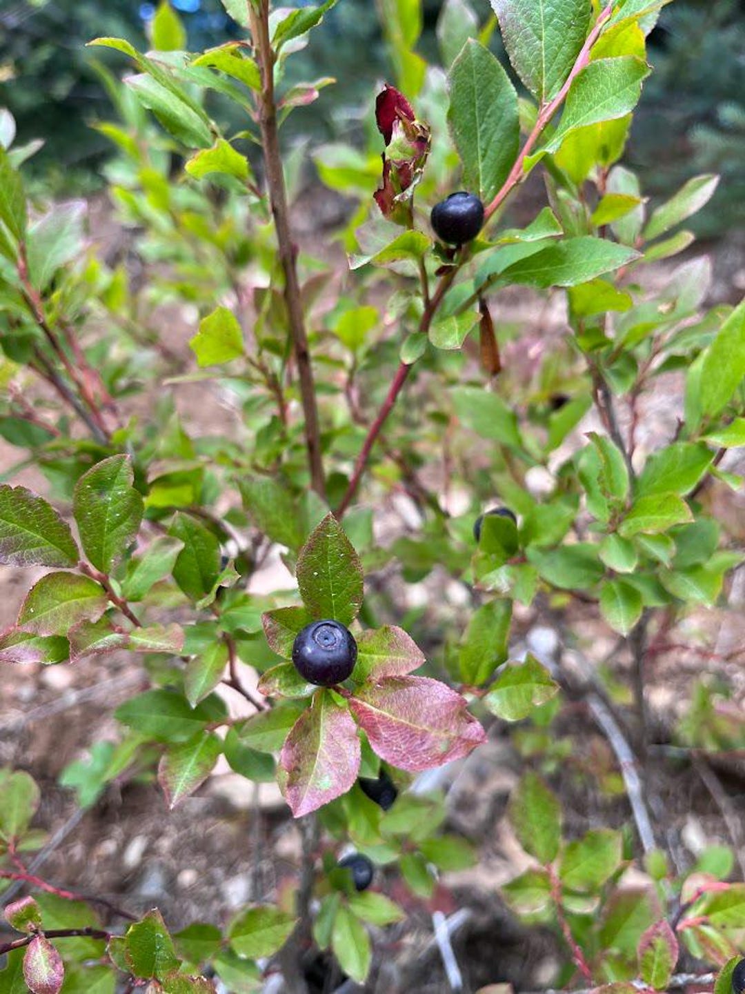 50+ Mountain or Idaho or Thinleaf or Black Huckleberry Seeds, Vaccinium ...