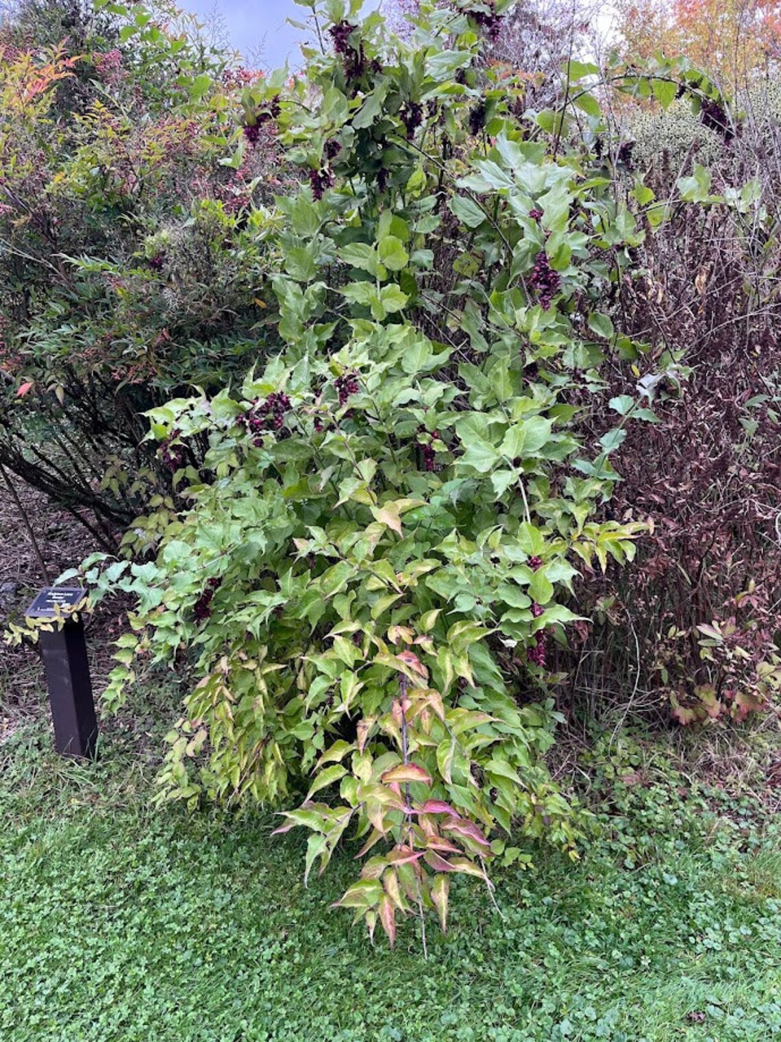 Himalayan Honeysuckle Plant, Leycesteria Formosa, Non-native Flowering ...