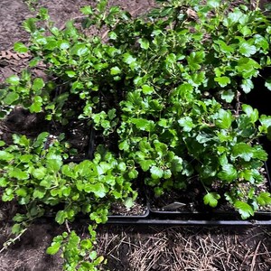Fuchsia Flowering Gooseberry Plant, Ribes Speciosum, California and S ...