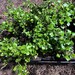 Fuchsia Flowering Gooseberry Plant, Ribes Speciosum, California and S ...