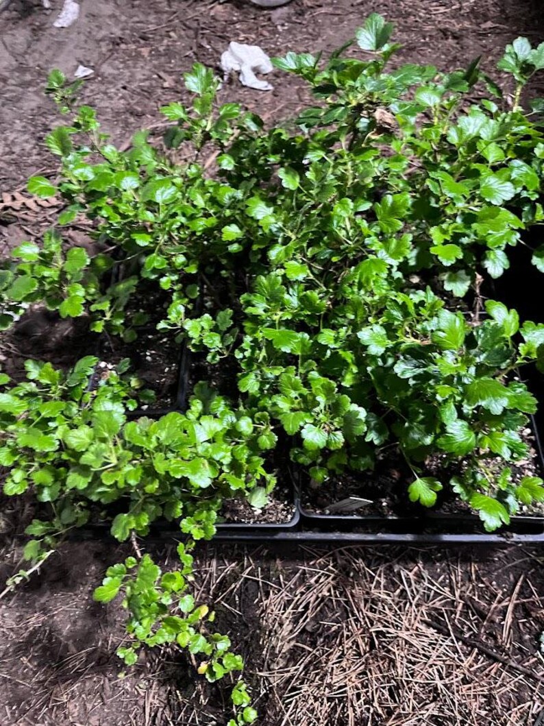 Fuchsia Flowering Gooseberry Plant, Ribes Speciosum, California and S ...