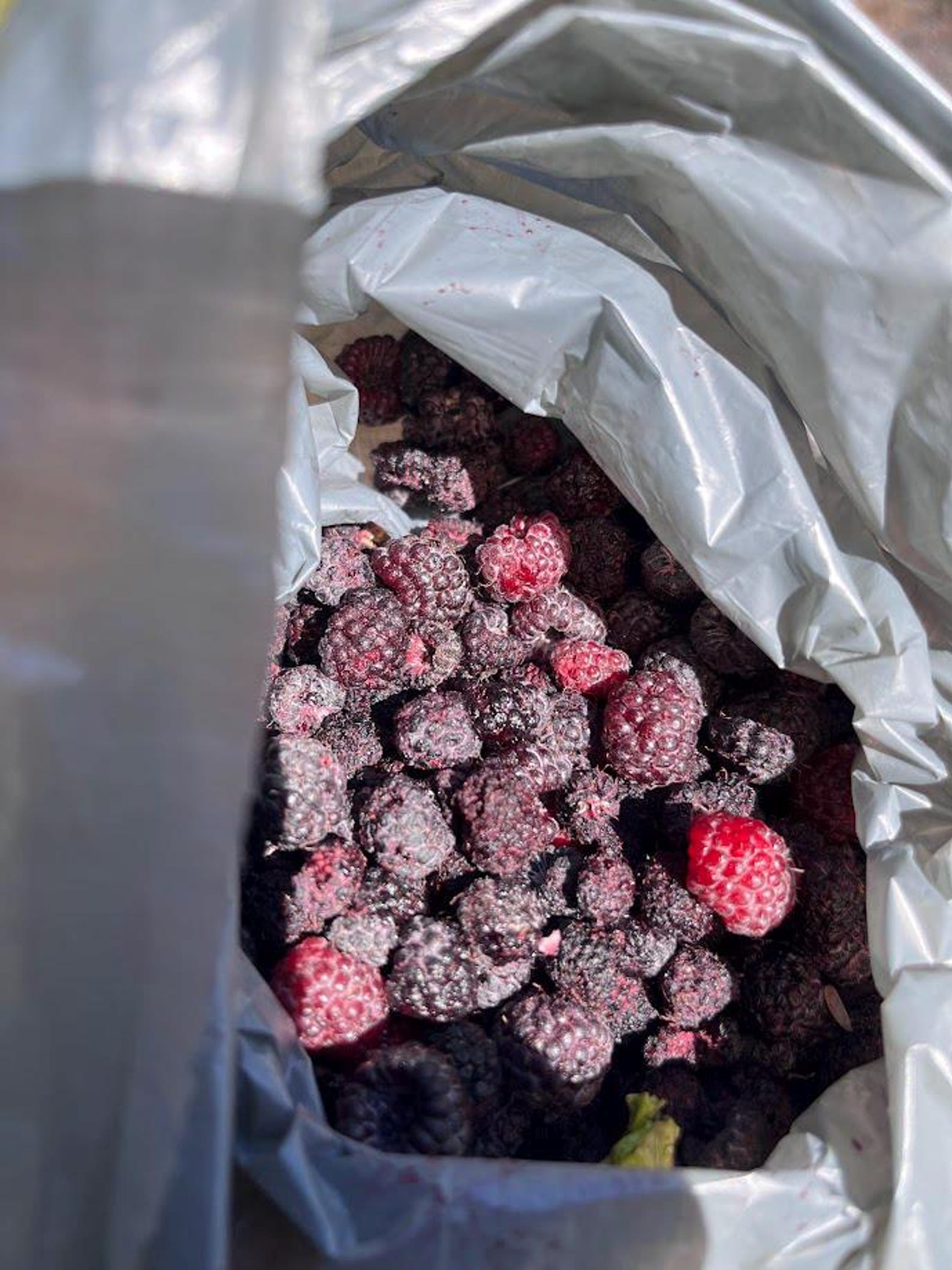 50+ Seeds Black Cap Raspberry, Rubus Leucodermis, Pacific Northwest ...