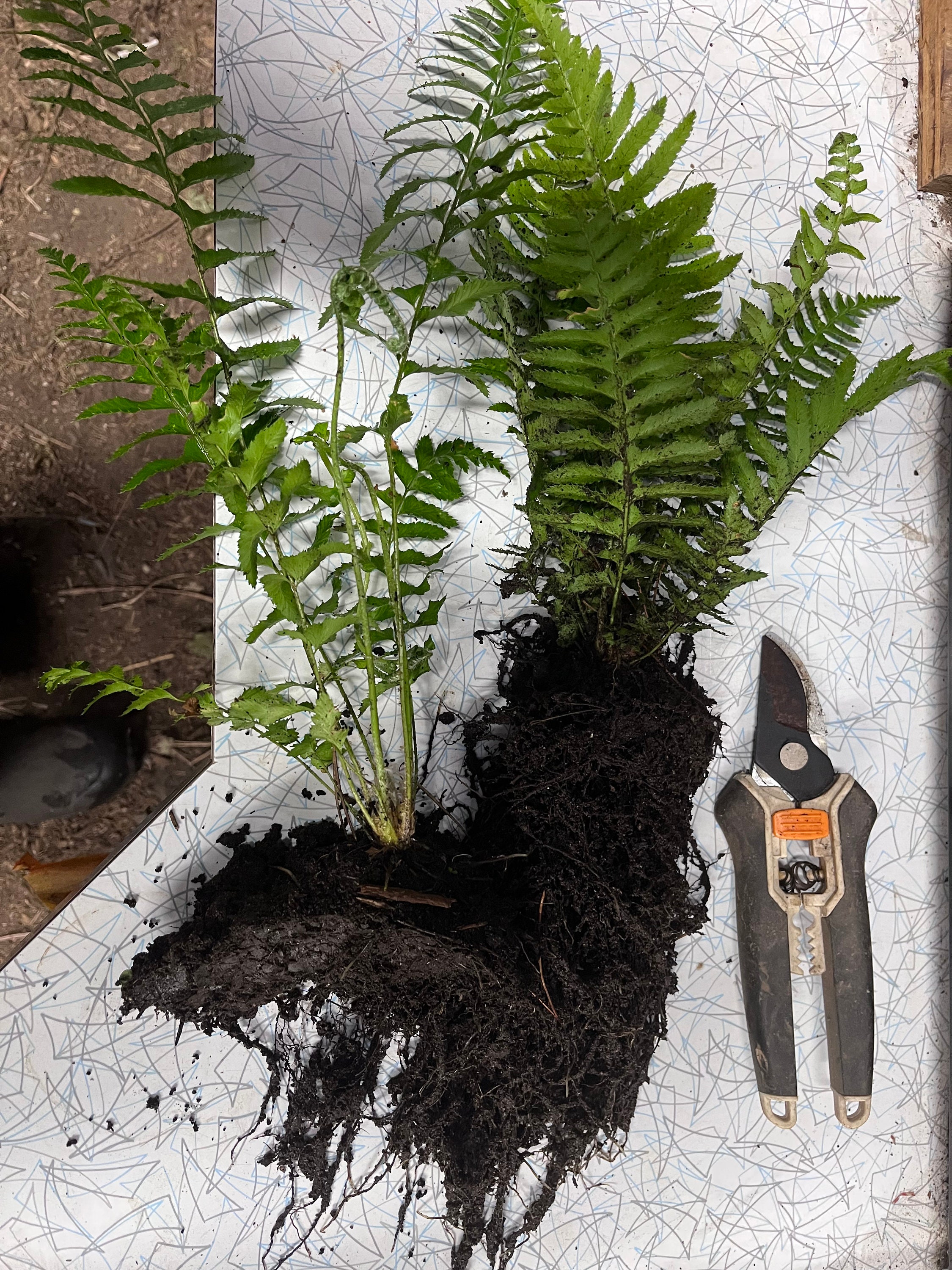 Western Sword Fern Plant, Polystichum Minutum, PNW Native Shade Fern - Etsy