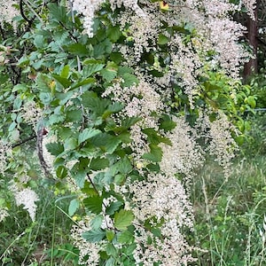Ocean Spray Bush, Holodiscus Discolor, Pacific Northwest Native ...