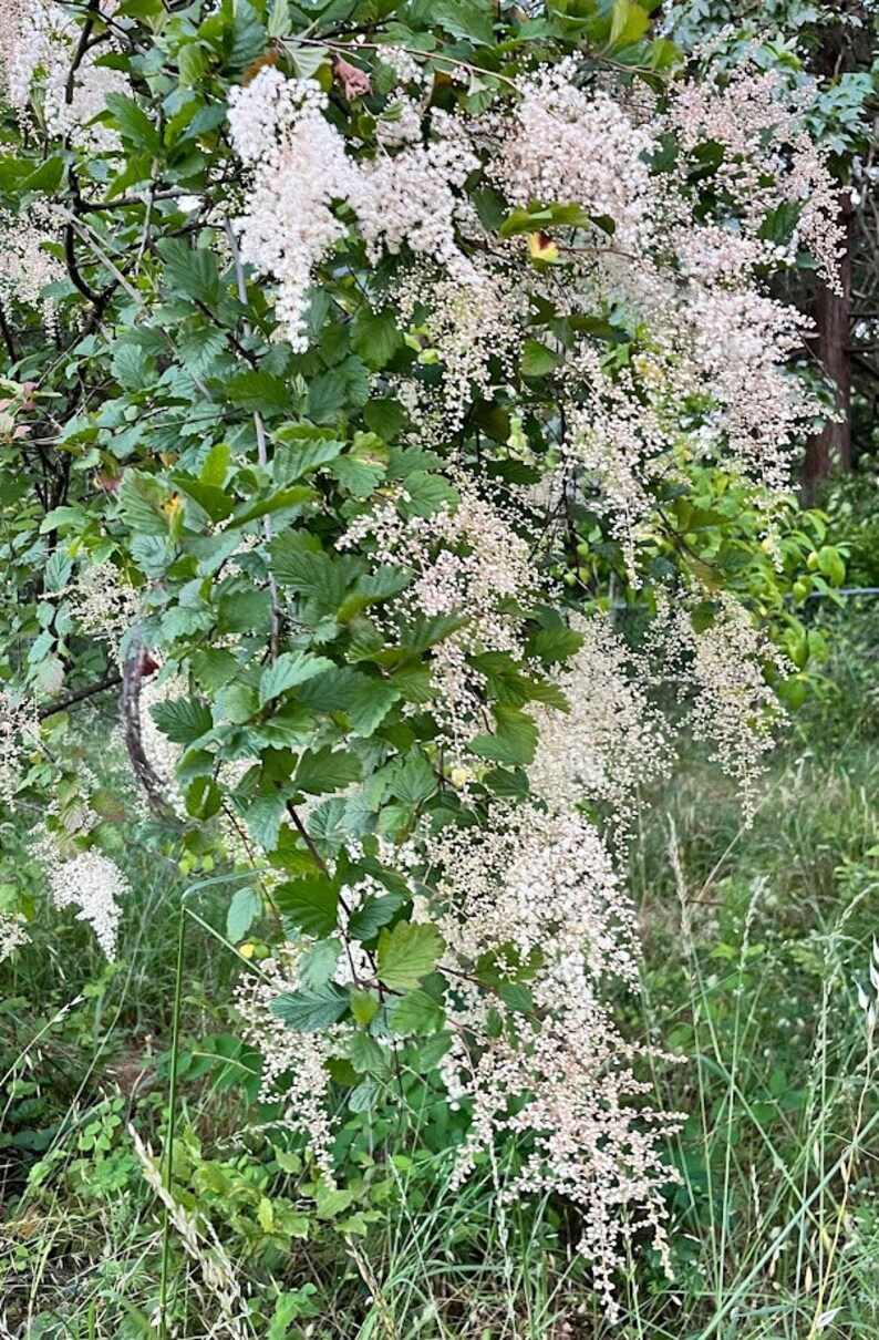 Ocean Spray Bush, Holodiscus Discolor, Pacific Northwest Native ...