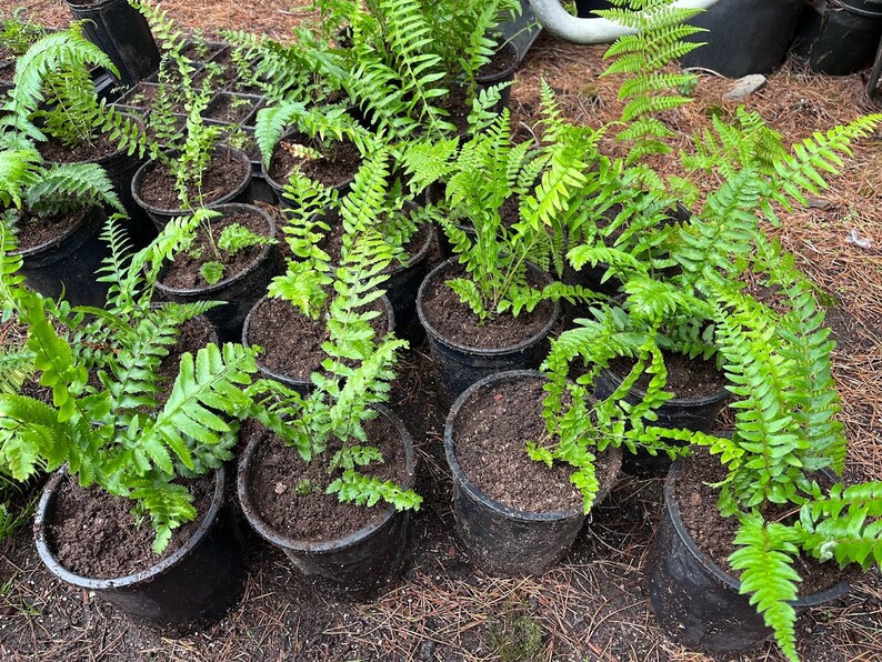 Western Sword Fern Plant, Polystichum Minutum, PNW Native Shade Fern - Etsy
