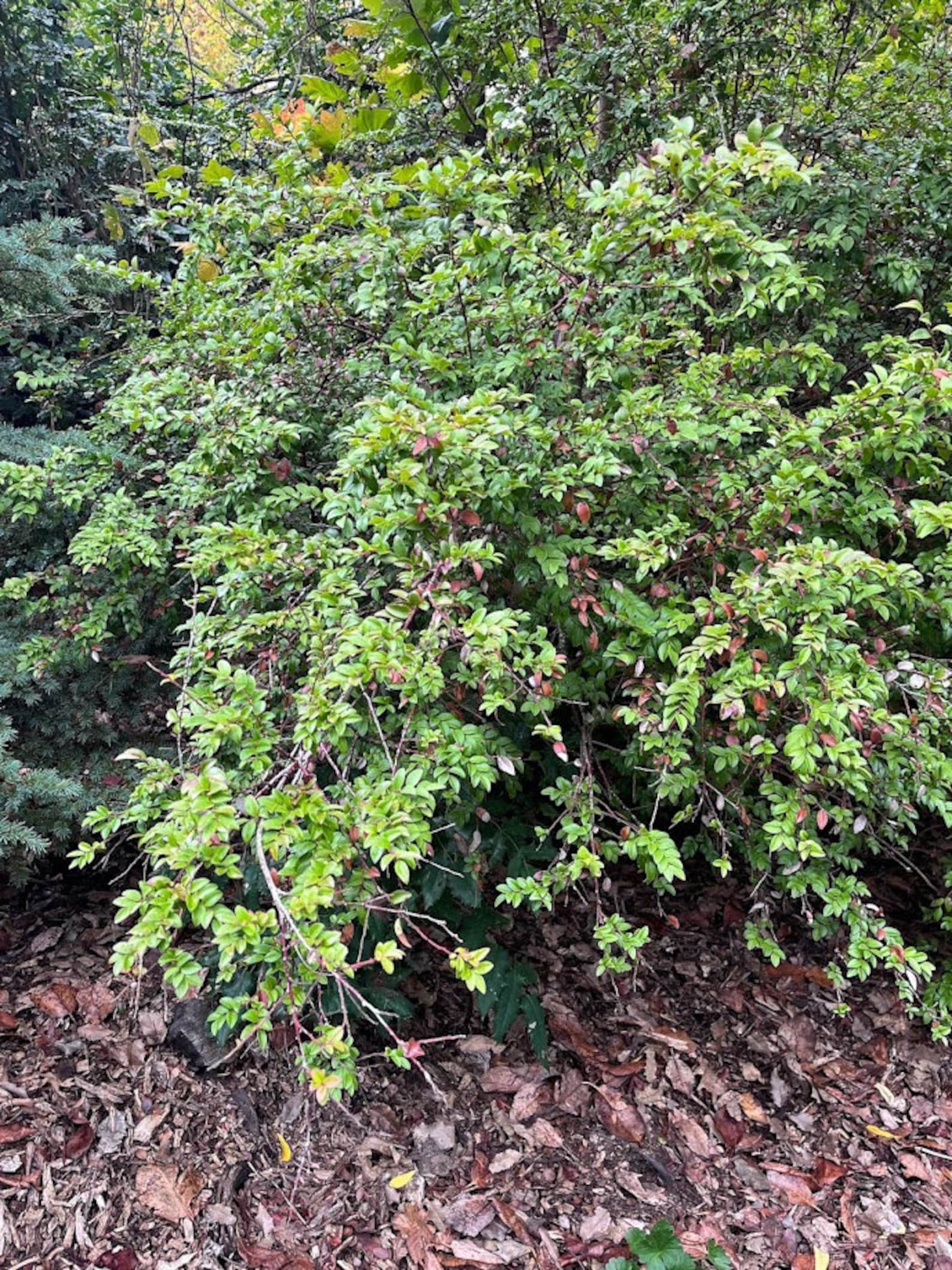 Evergreen Huckleberry Plants, Vaccinium Ovatum, Pacific Coast Native ...