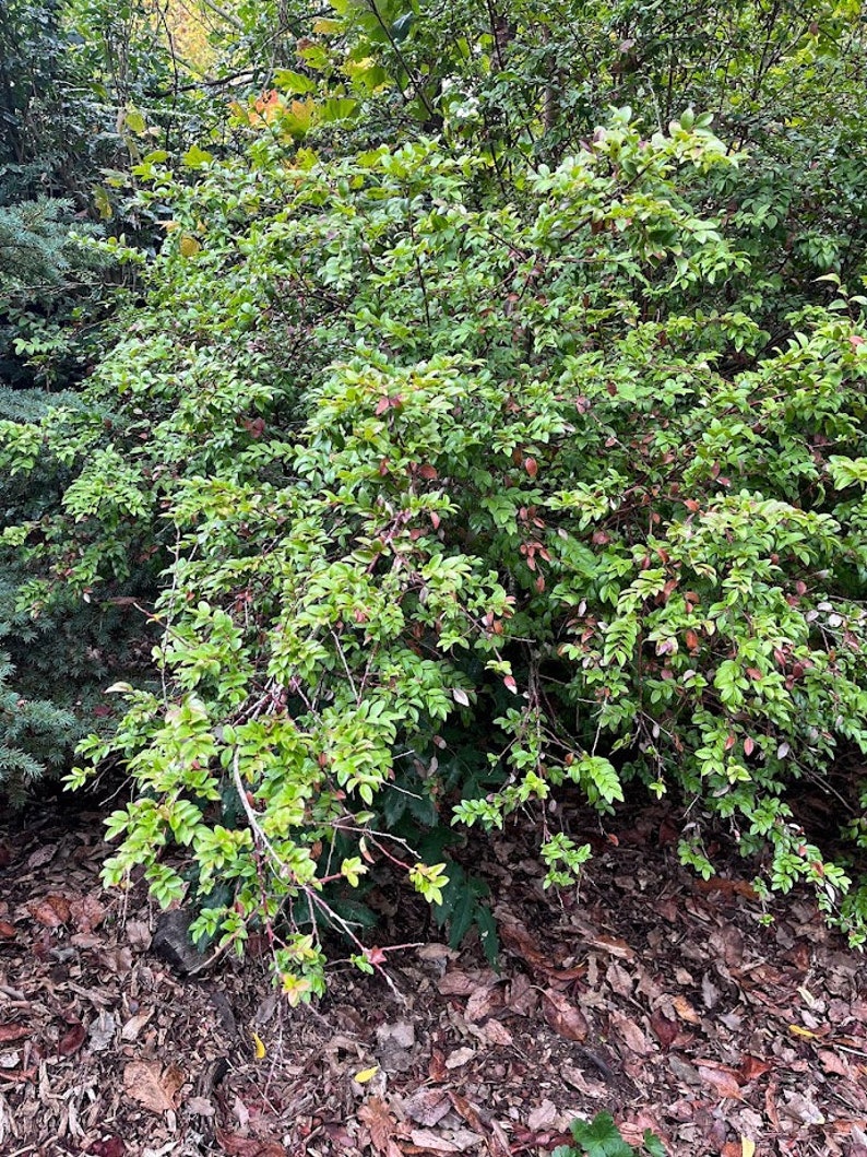 Evergreen Huckleberry Plants, Vaccinium Ovatum, Pacific Coast Native ...