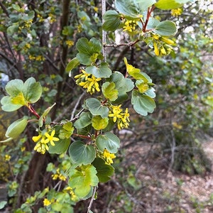 Golden Currant, Ribes Aureum (western Variant), Pacific Northwest ...