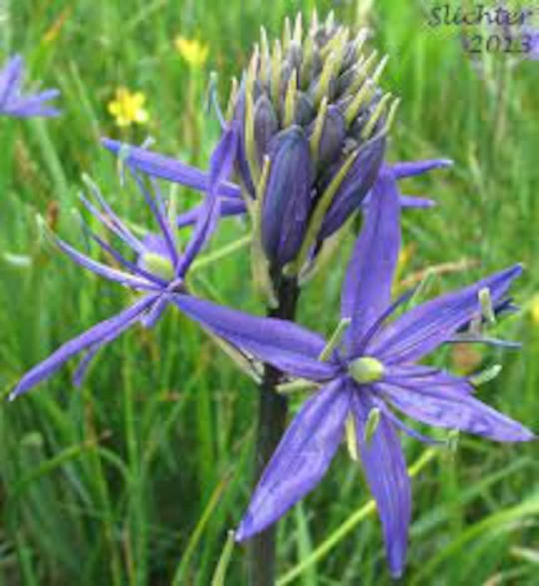 Great Camas Lily Seeds and Bulbs, Camassia Leichtlinii, PNW Native ...