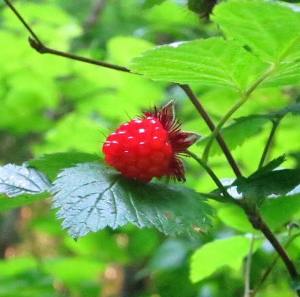 Salmonberry Plant, Rubus Spectabilis, Pacific Northwest Native Edible ...